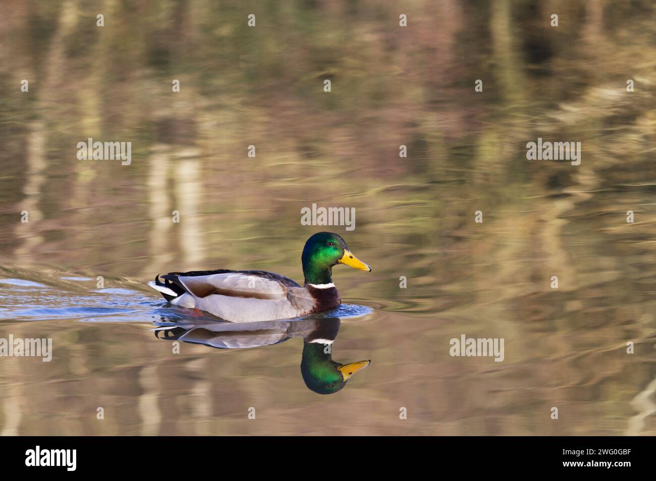 Single male mallard duck or a drake, Anas platyrhynchos, floating along ...