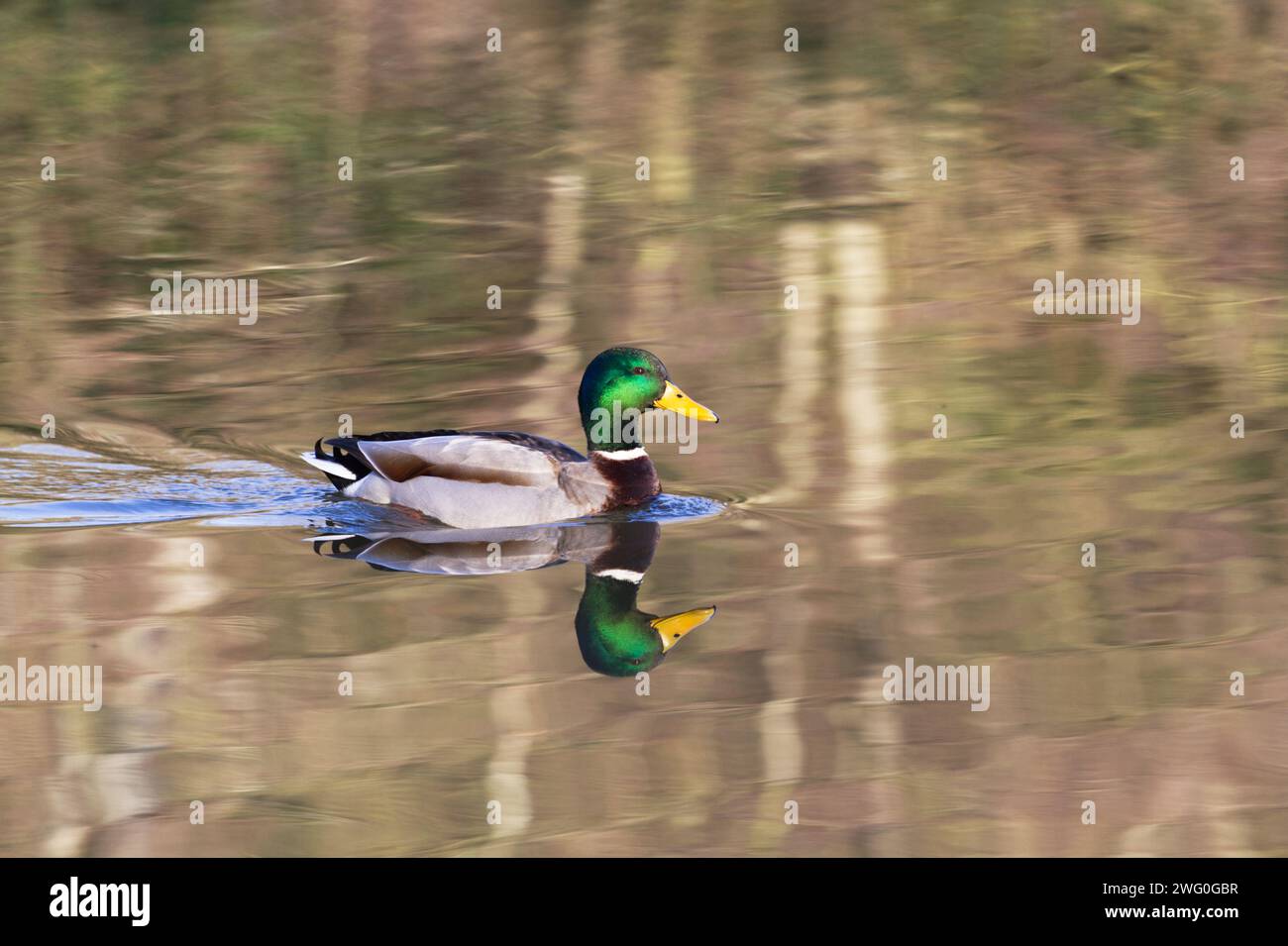 Single male mallard duck or a drake, Anas platyrhynchos, floating along ...