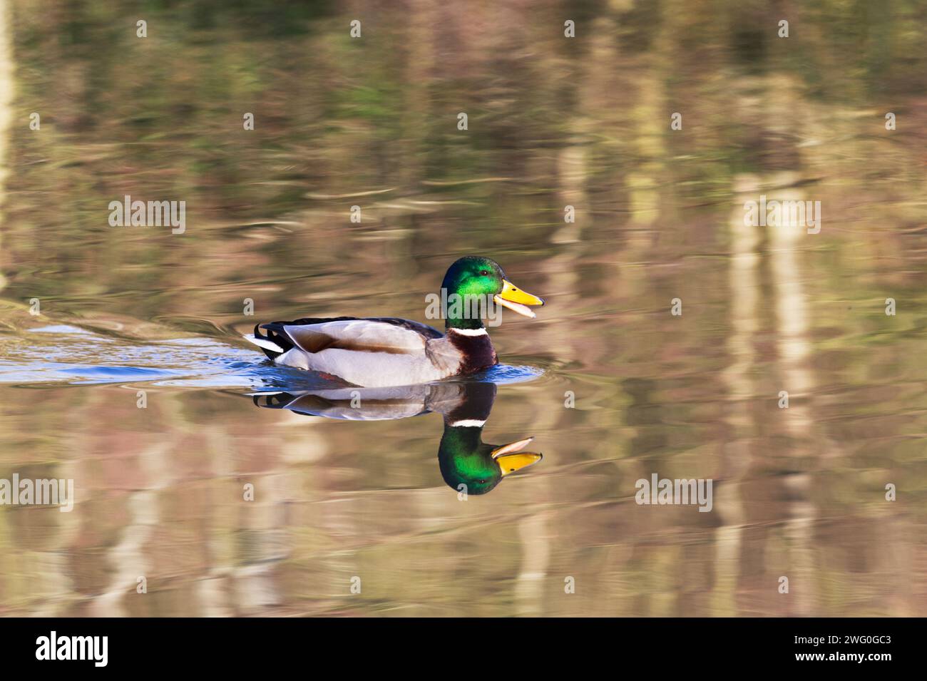 Single male mallard duck or a drake, Anas platyrhynchos, floating along ...