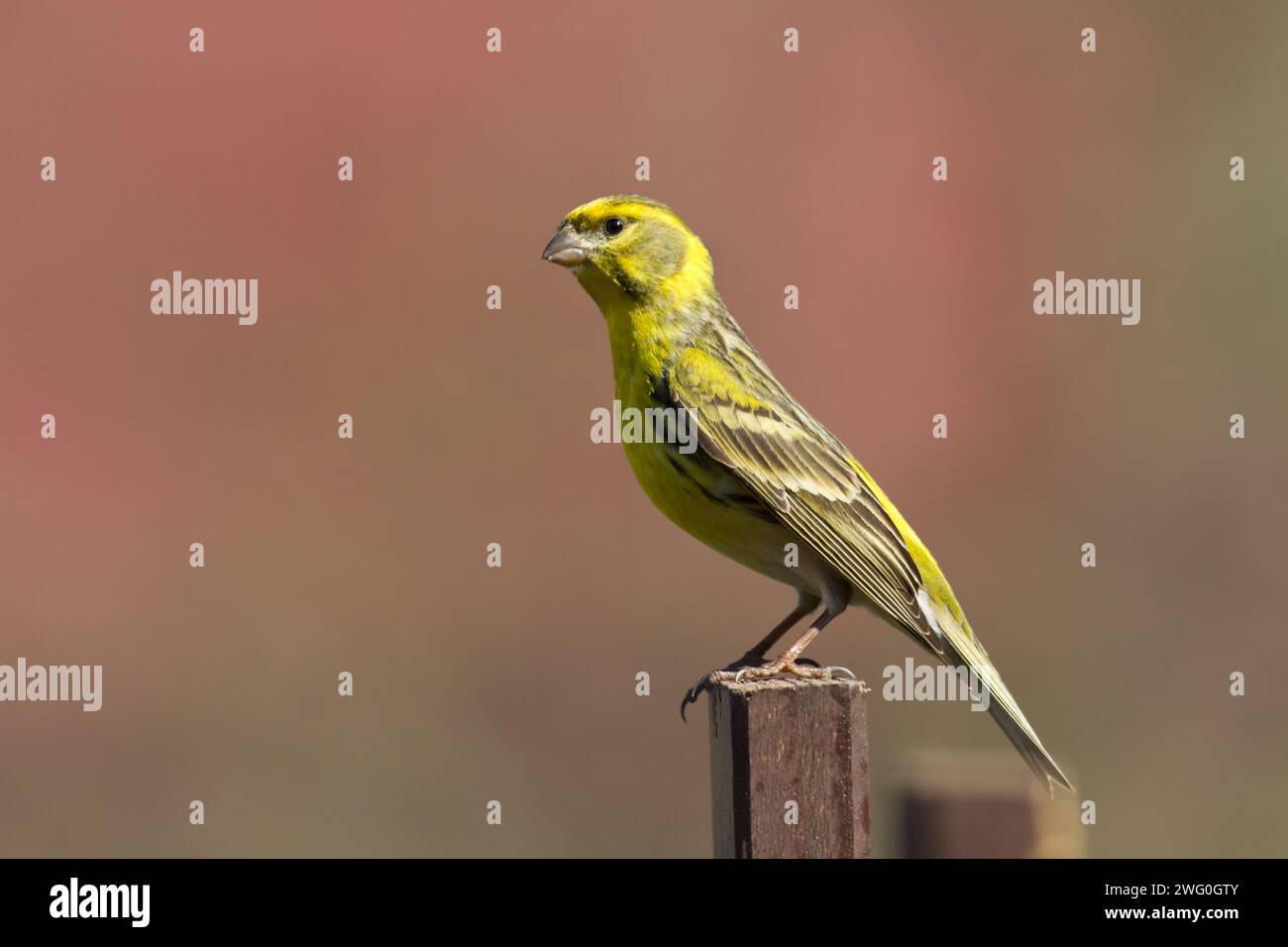 Song birds of europe hi-res stock photography and images - Alamy