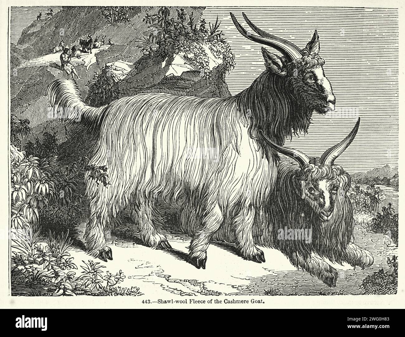 Vintage illustration, Shawl wool fleece of the Cashmere goat, Victorian ...