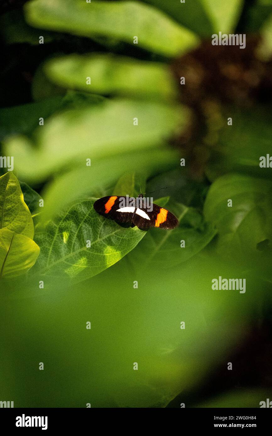 Netherlands, Amsterdam on 2022-09-22. Animal photography at Artis Zoo ...