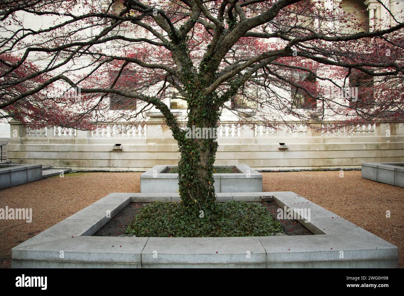 Tree in an urban setting Stock Photo - Alamy