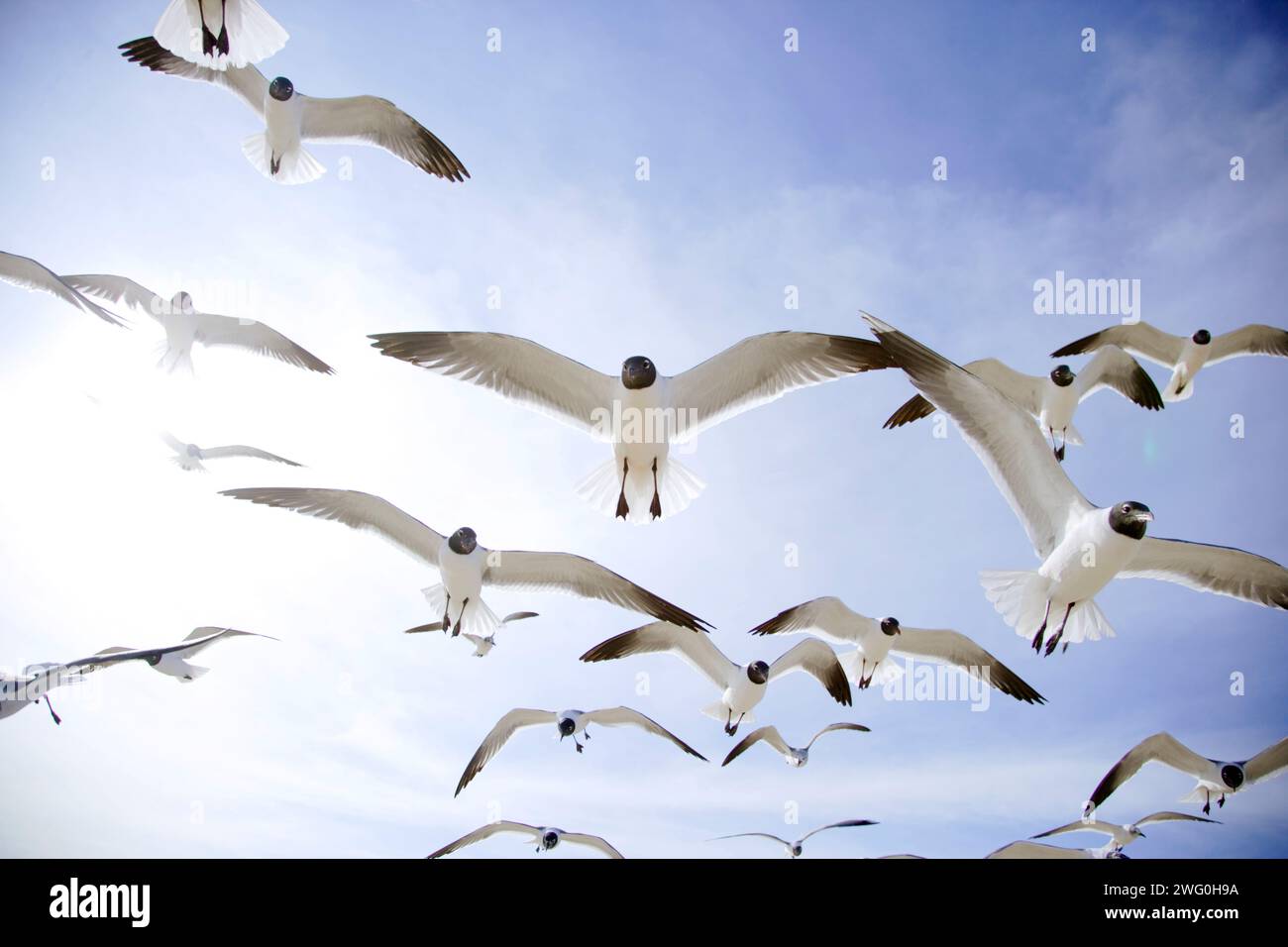 Flock birds flies against background hi-res stock photography and ...