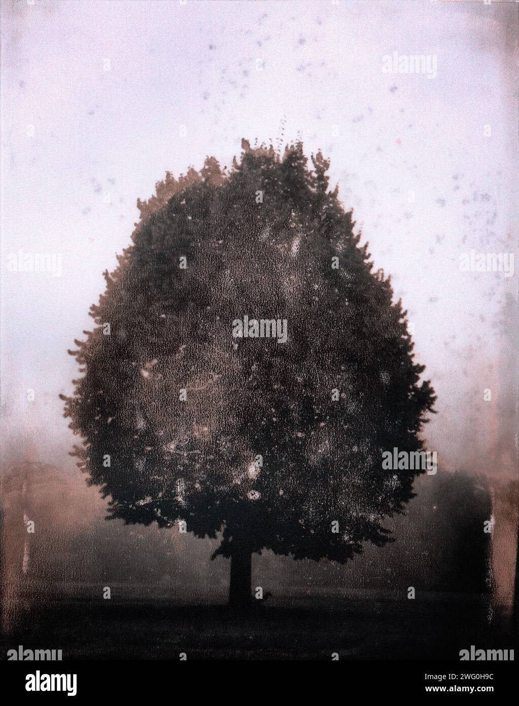 Alternative process image of a tree Stock Photo - Alamy