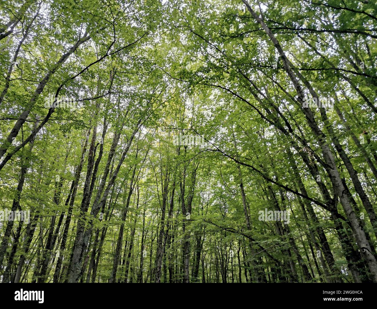 Lush green towering trees in hi-res stock photography and images - Alamy
