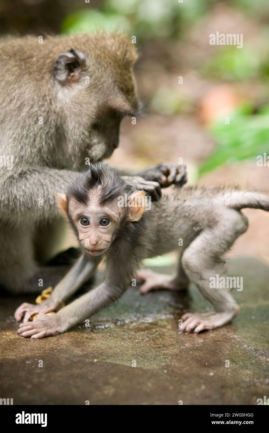 An adult long-tailed macaque, (Macaca fascicuiaris), inspects an infant ...