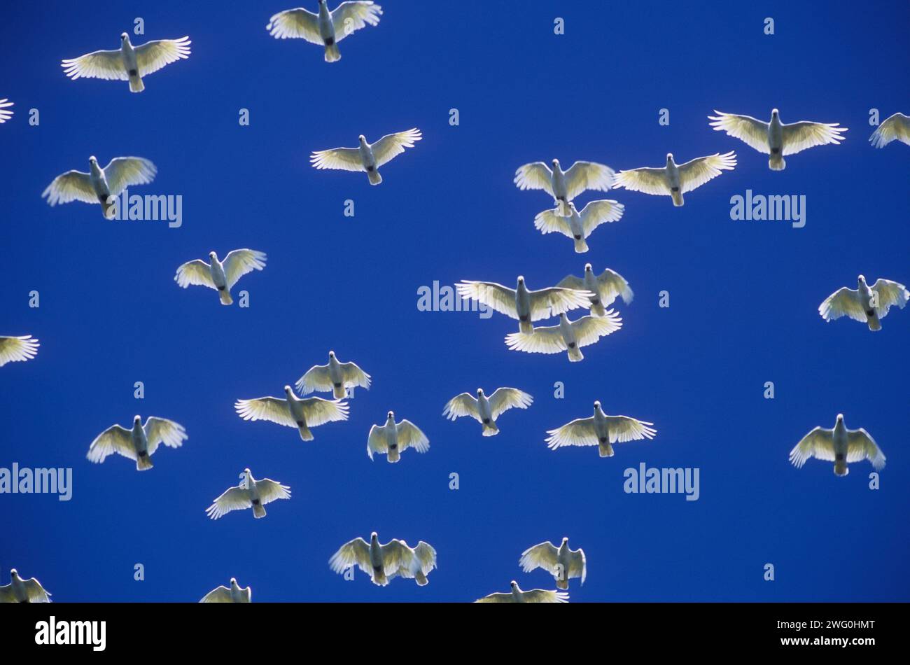 A flock of white cockatoos in front of a blue sky takes flight over the ...