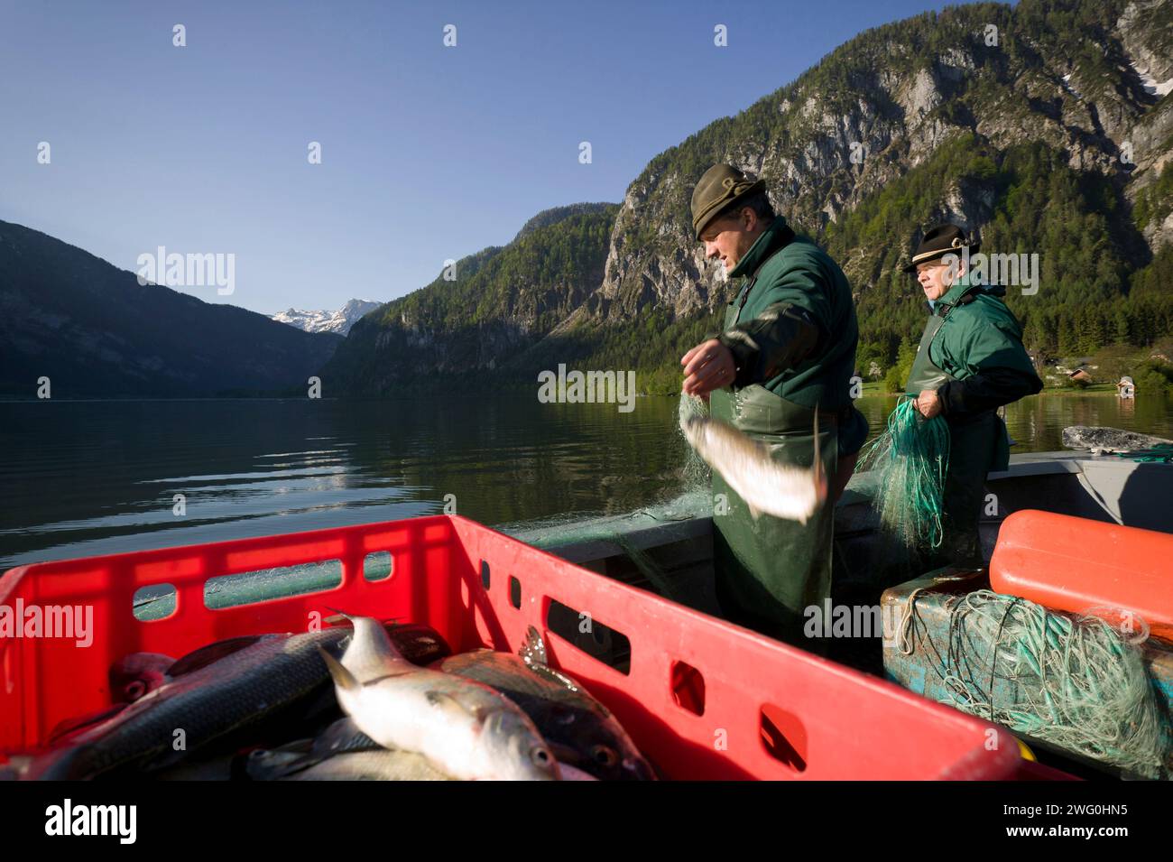 Fishermen collect fish from their nets on the Hallstatter See in the ...