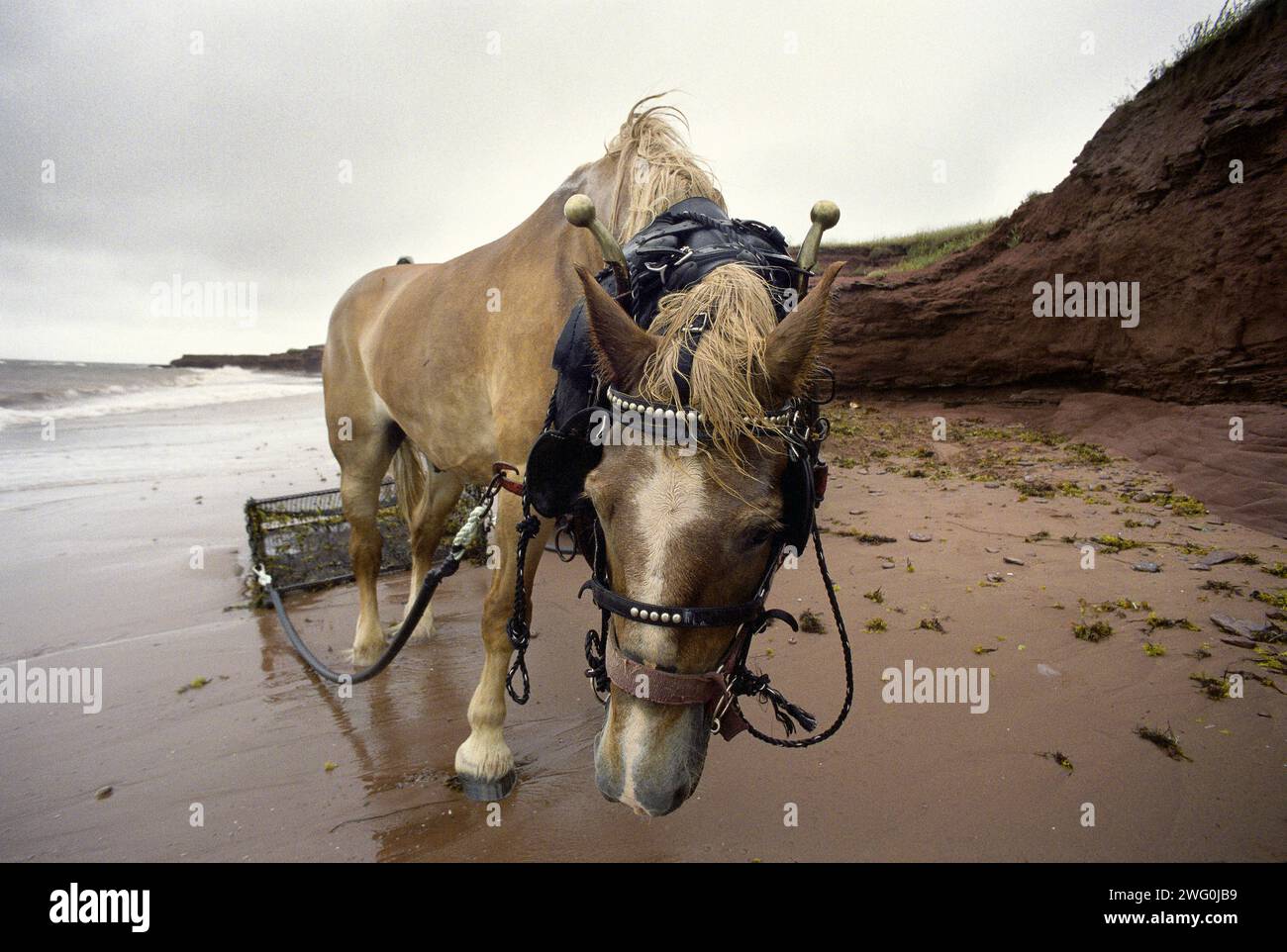 A tired horse takes a break while harvesting Irish Moss (Chondrus ...