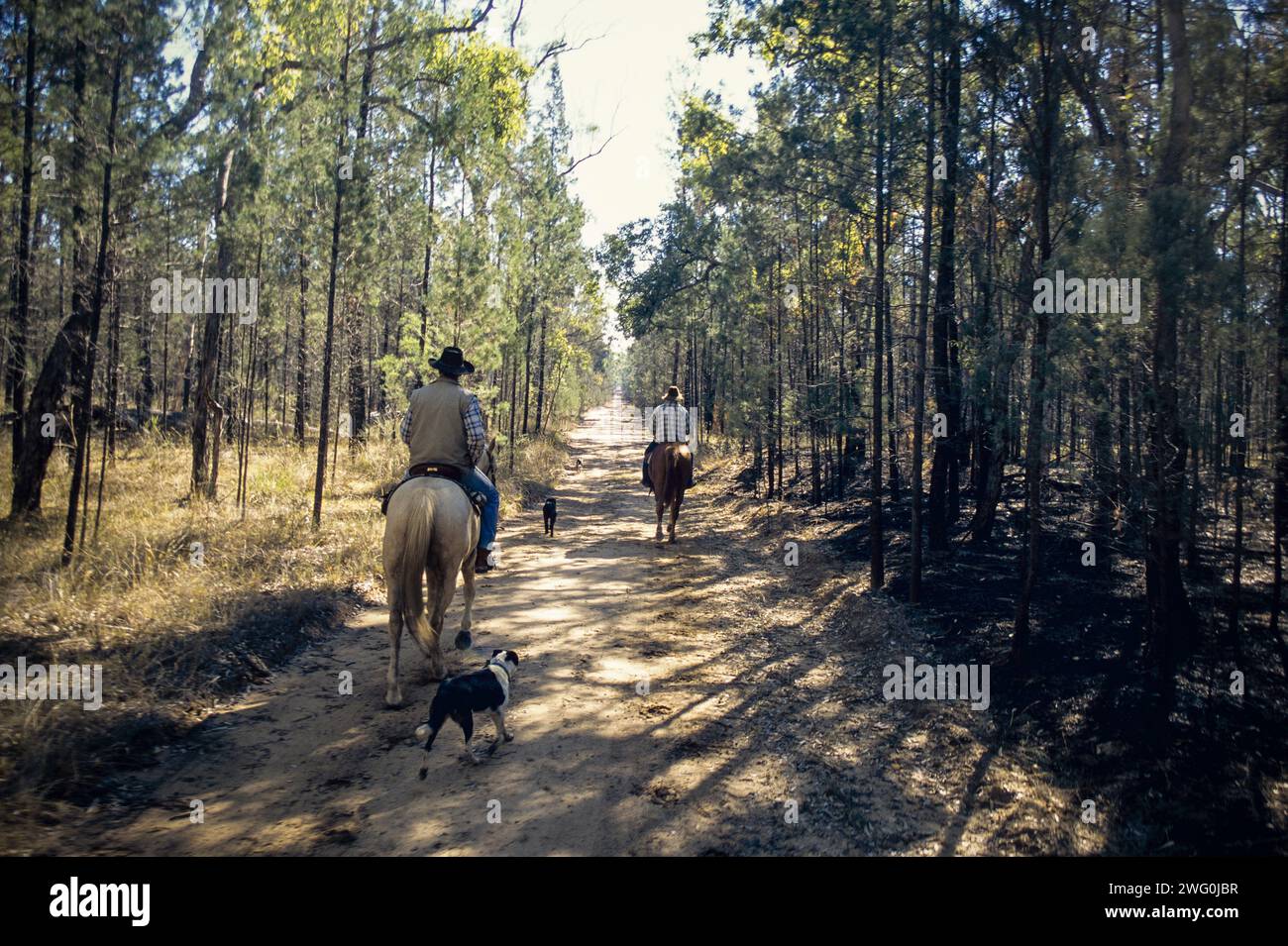 Two men muster cattle in the Queensland forest near Chinchilla ...