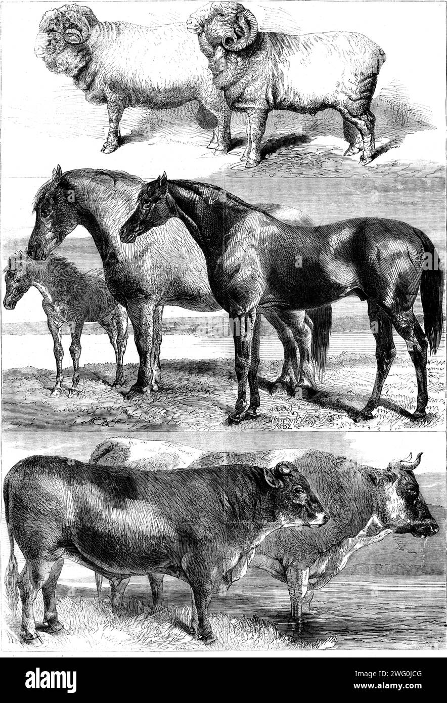 Prize animals from the Royal Agricultural Society's show in Battersea ...