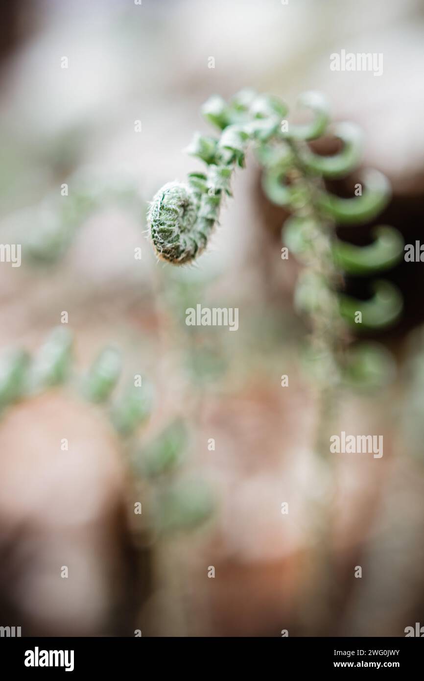 New fern uncurling on forest floor during spring Stock Photo - Alamy
