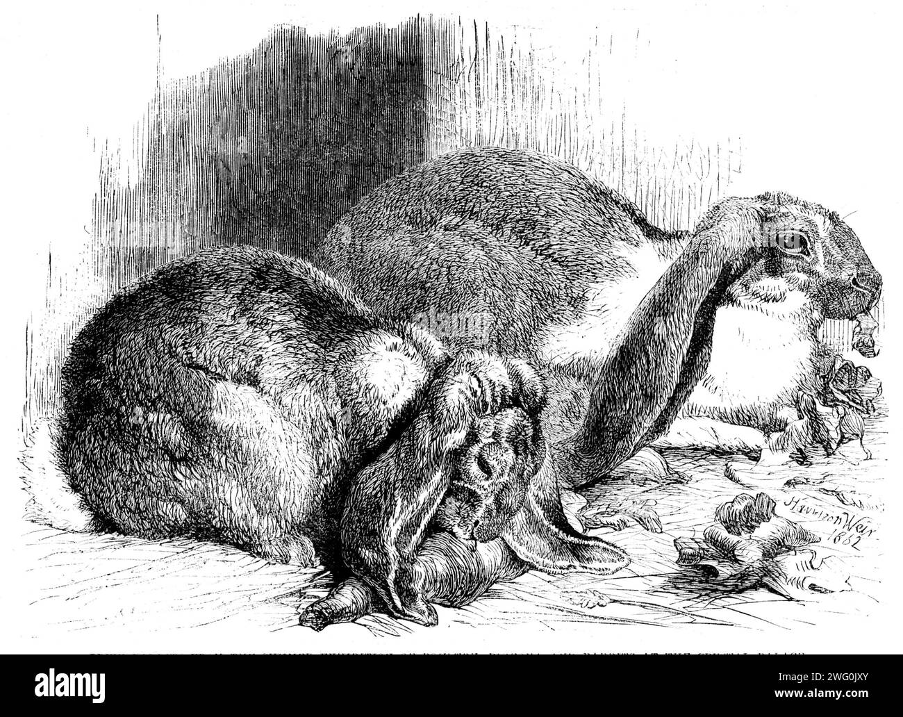 Grey buck Black and White Stock Photos & Images - Alamy