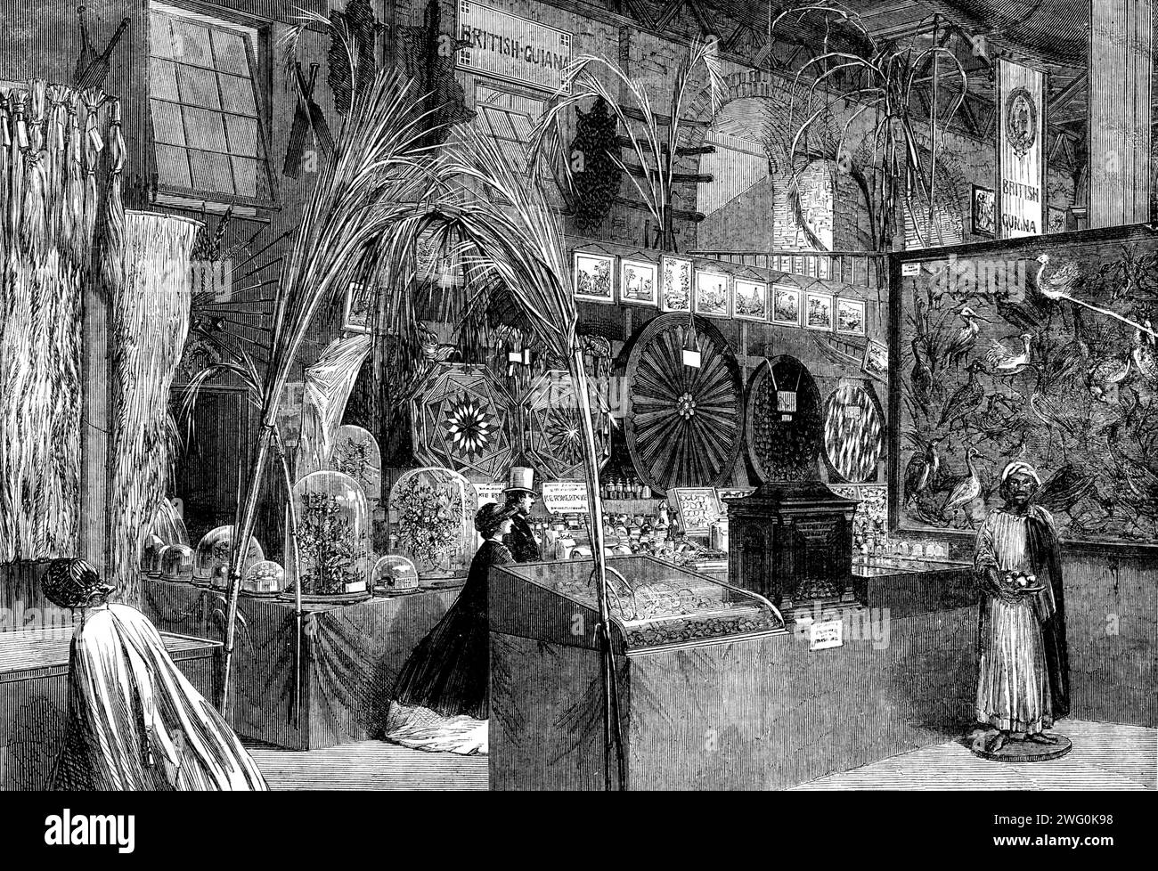 Bird taxidermy collection Black and White Stock Photos & Images - Alamy