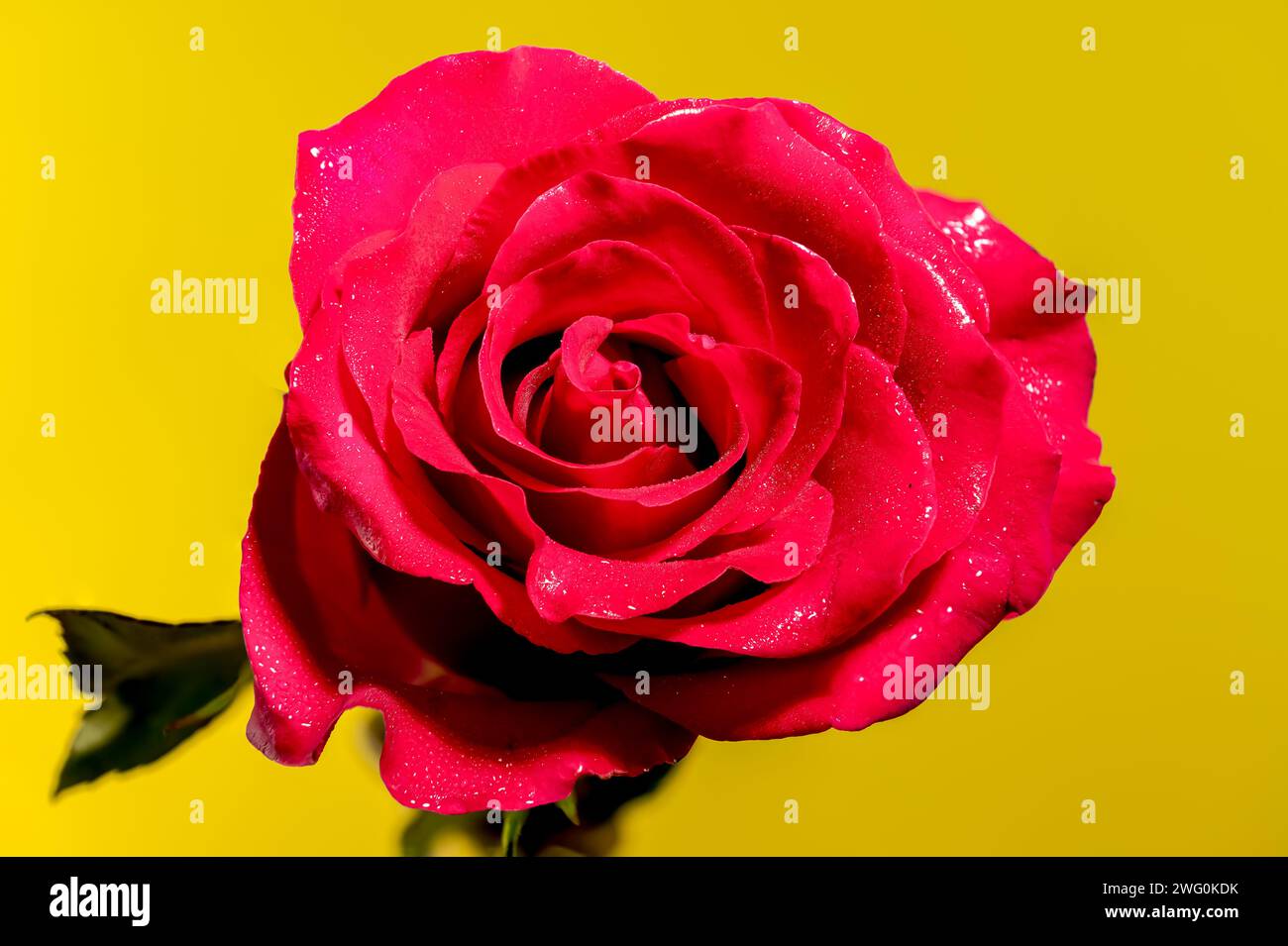 Beautiful red tea rose isolated on yellow background. Flower head close ...