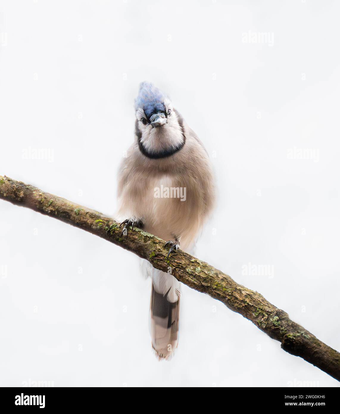 Close up of curious blue jay bird perched on branch looking at camera ...