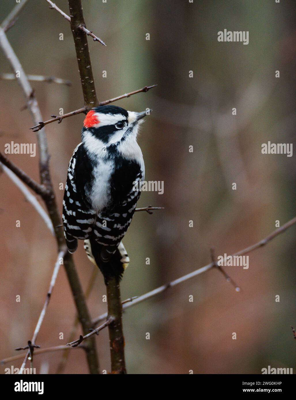 Close up of downy woodpecker bird perched on tree branch in the woods ...