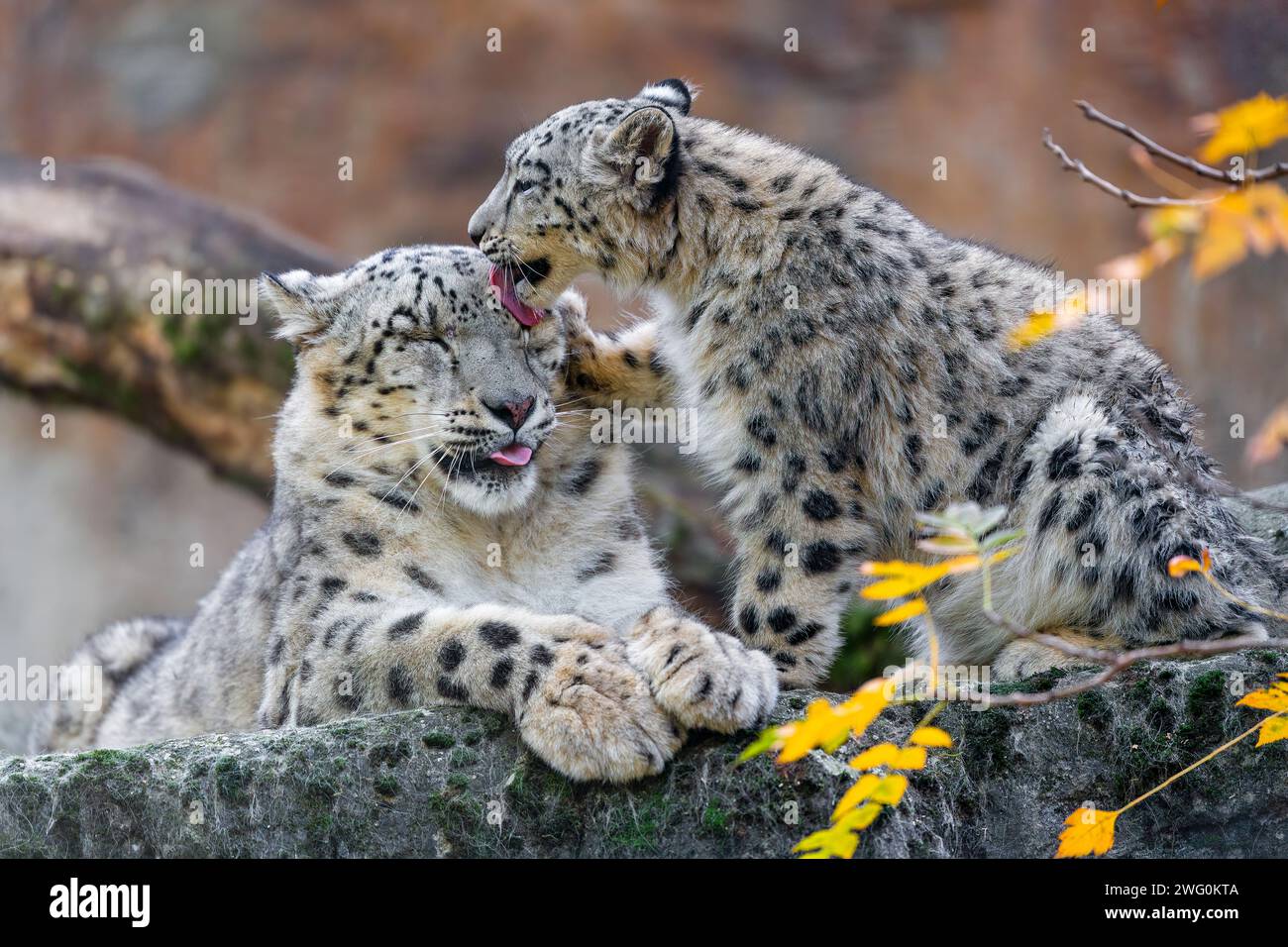 One of the cubs licking his (her?) dad, Mekong. I love the paw on the ...