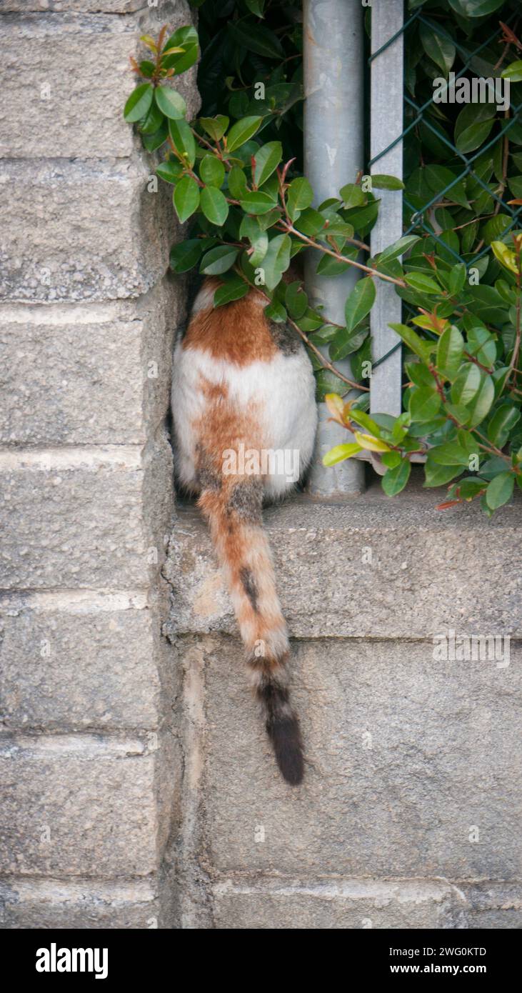 Fence hedge hi-res stock photography and images - Alamy