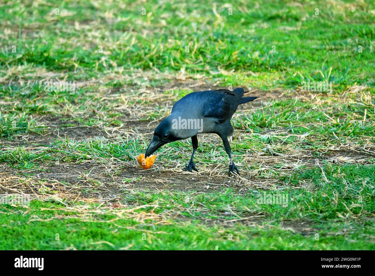 house crow (Corvus splendens) in Abu Dhabi, Arab Emirates Stock Photo ...
