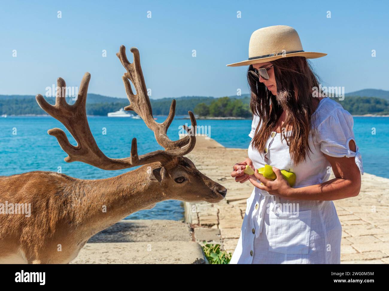Happy female tourist feeding free roaming deer in deer sanctuary on ...
