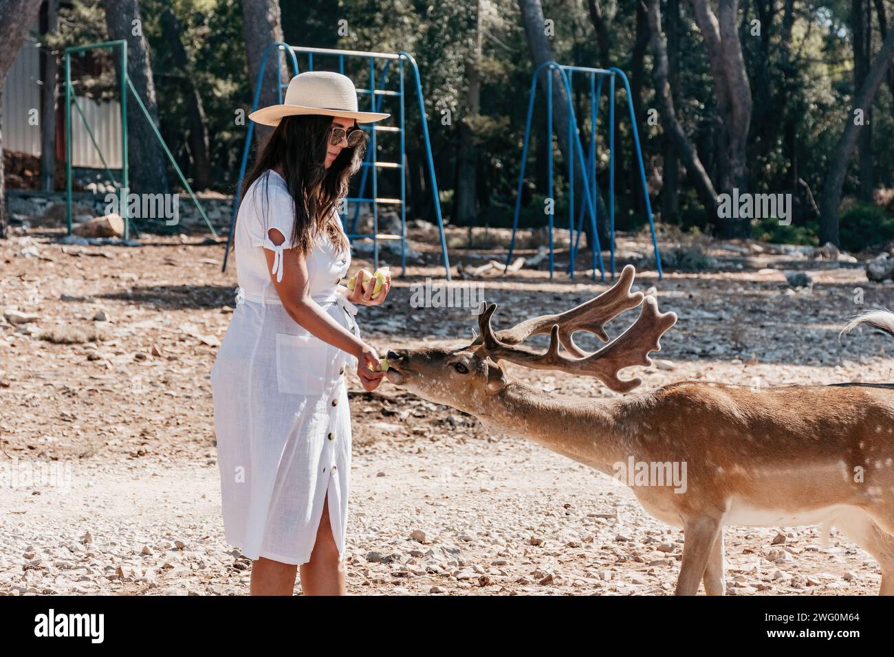Stylish female tourist feeding a deer in deer sanctuary on Badija ...