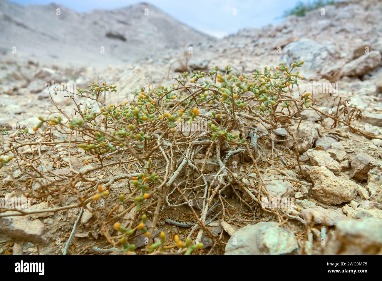 Tetraena qatarensis hi-res stock photography and images - Alamy