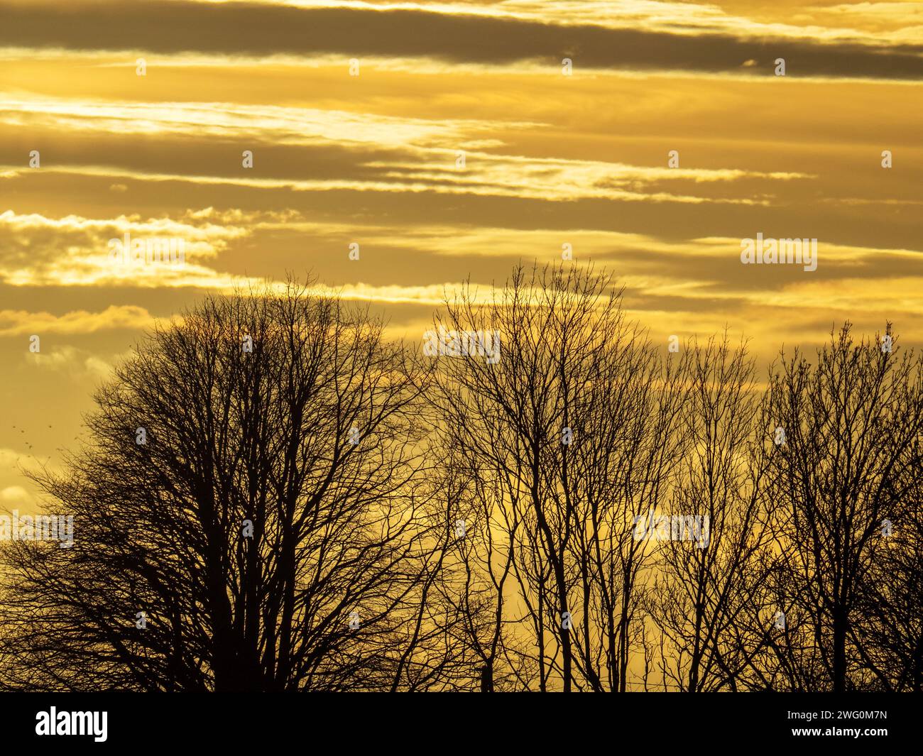 Trees at dawn on the Nene Washes in Cambridgeshire, UK Stock Photo - Alamy
