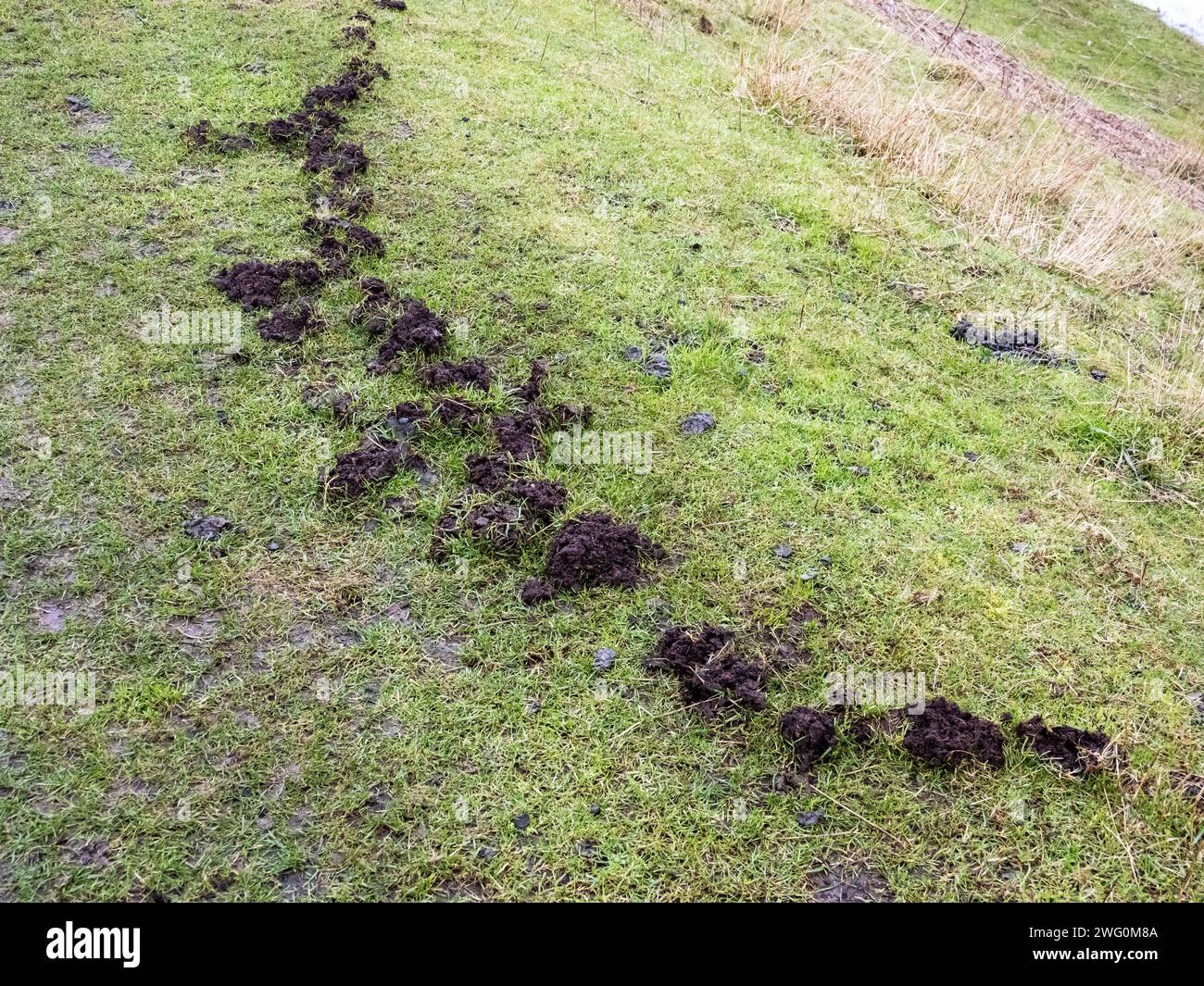 A surface tunnel left by a burrowing Mole on an embankment at the Nene ...