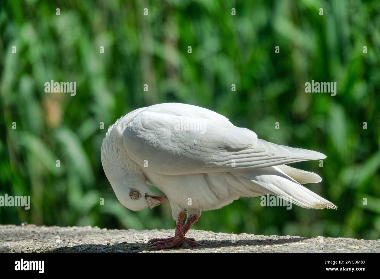 Turbit pigeons hi-res stock photography and images - Alamy