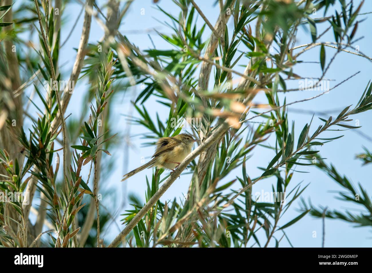 Myrtle and willow thickets on the coast of the Persian Gulf. Wintering ...