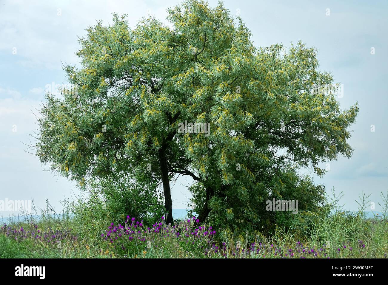 Russian olive (Elaeagnus angustifolia angustifolia) blooms in North ...