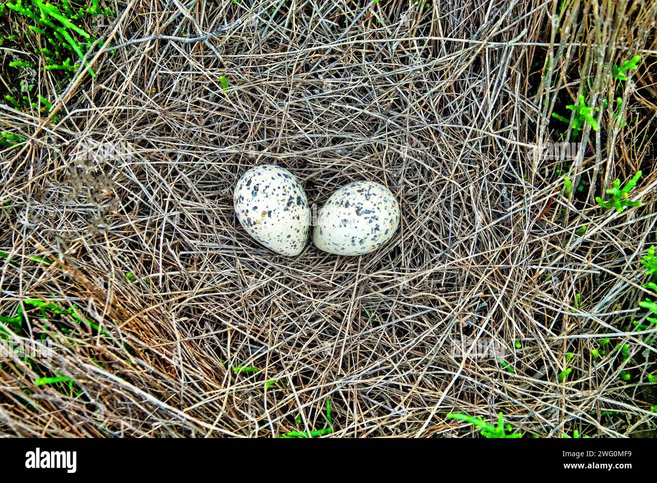 Beginning oviposition hi-res stock photography and images - Alamy