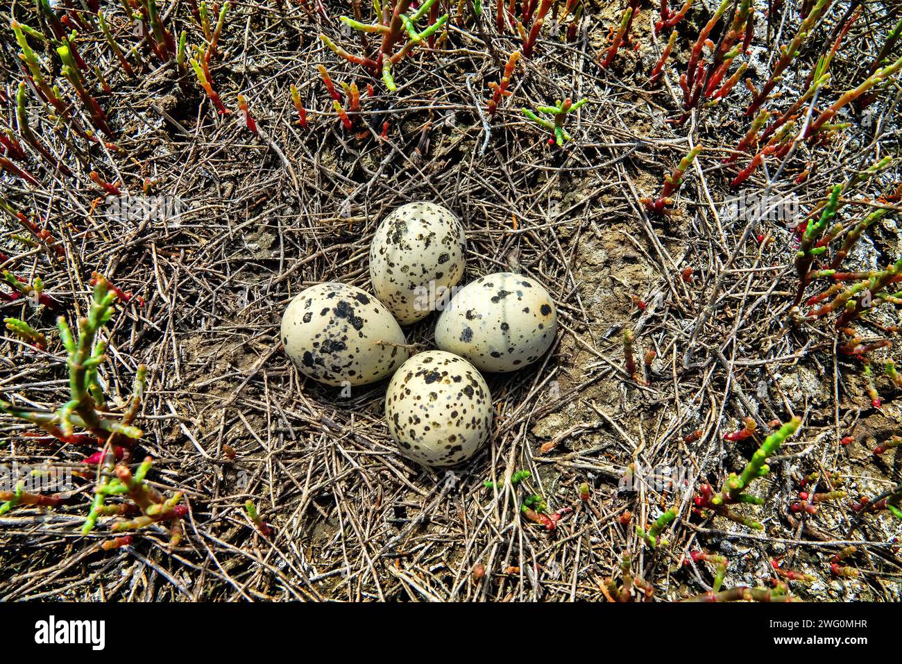 Ovipositioning hi-res stock photography and images - Alamy