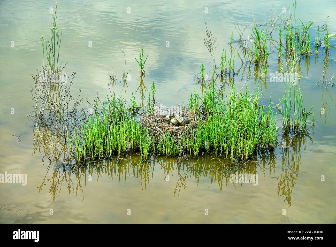 Birds of salty marshes. Helium. Black-winged stilt (Himantopus ...