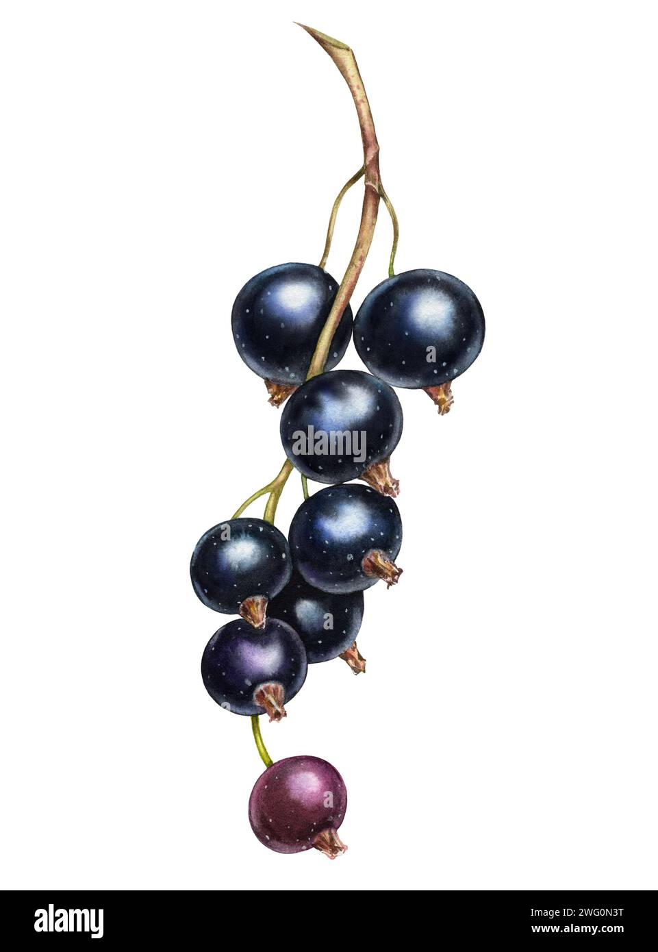 Blackcurrant watercolor illustration. Realistic branch with ripe ...