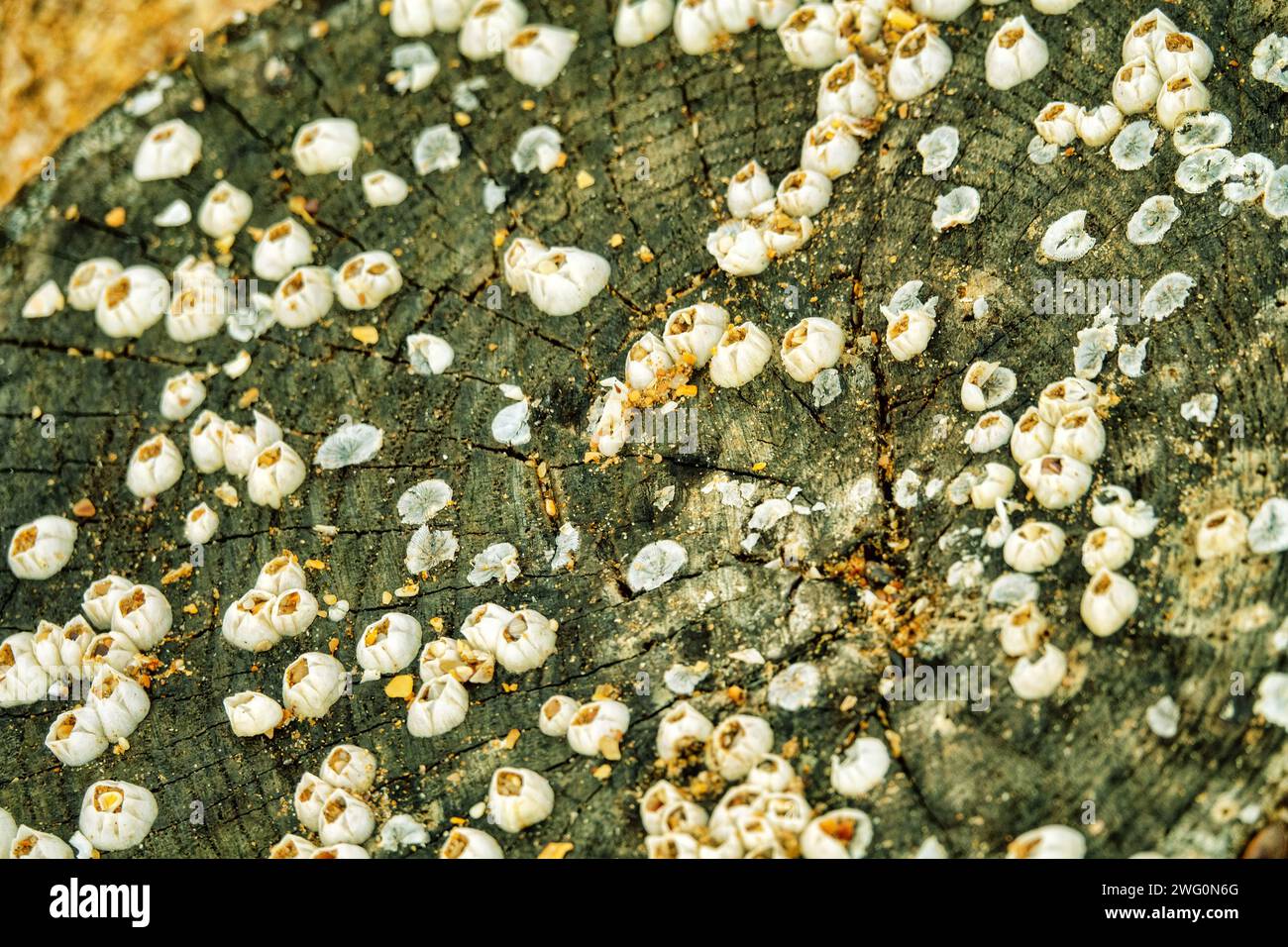 Barnacle cyprid hi-res stock photography and images - Alamy