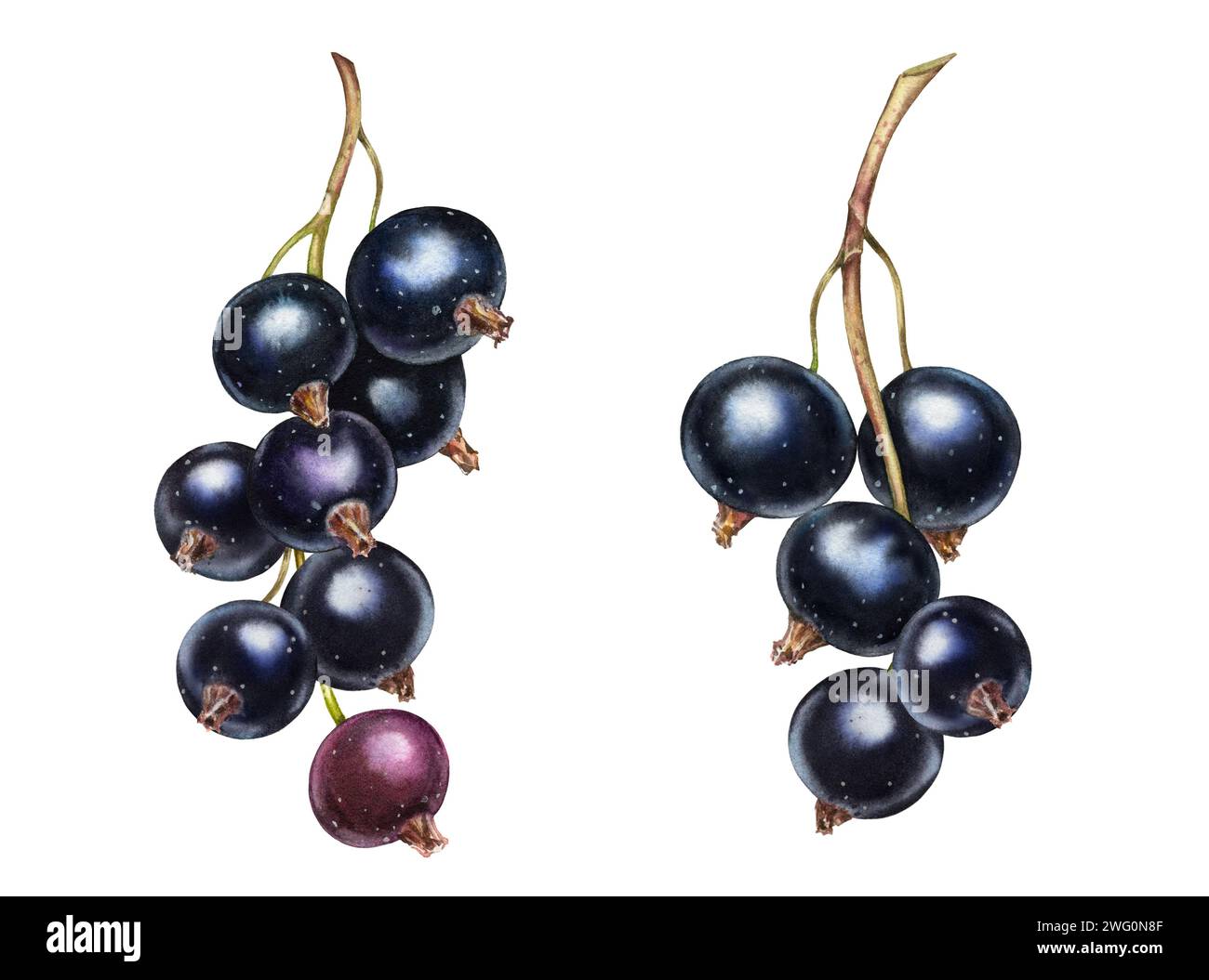 Black currant botanical illustration hi-res stock photography and ...