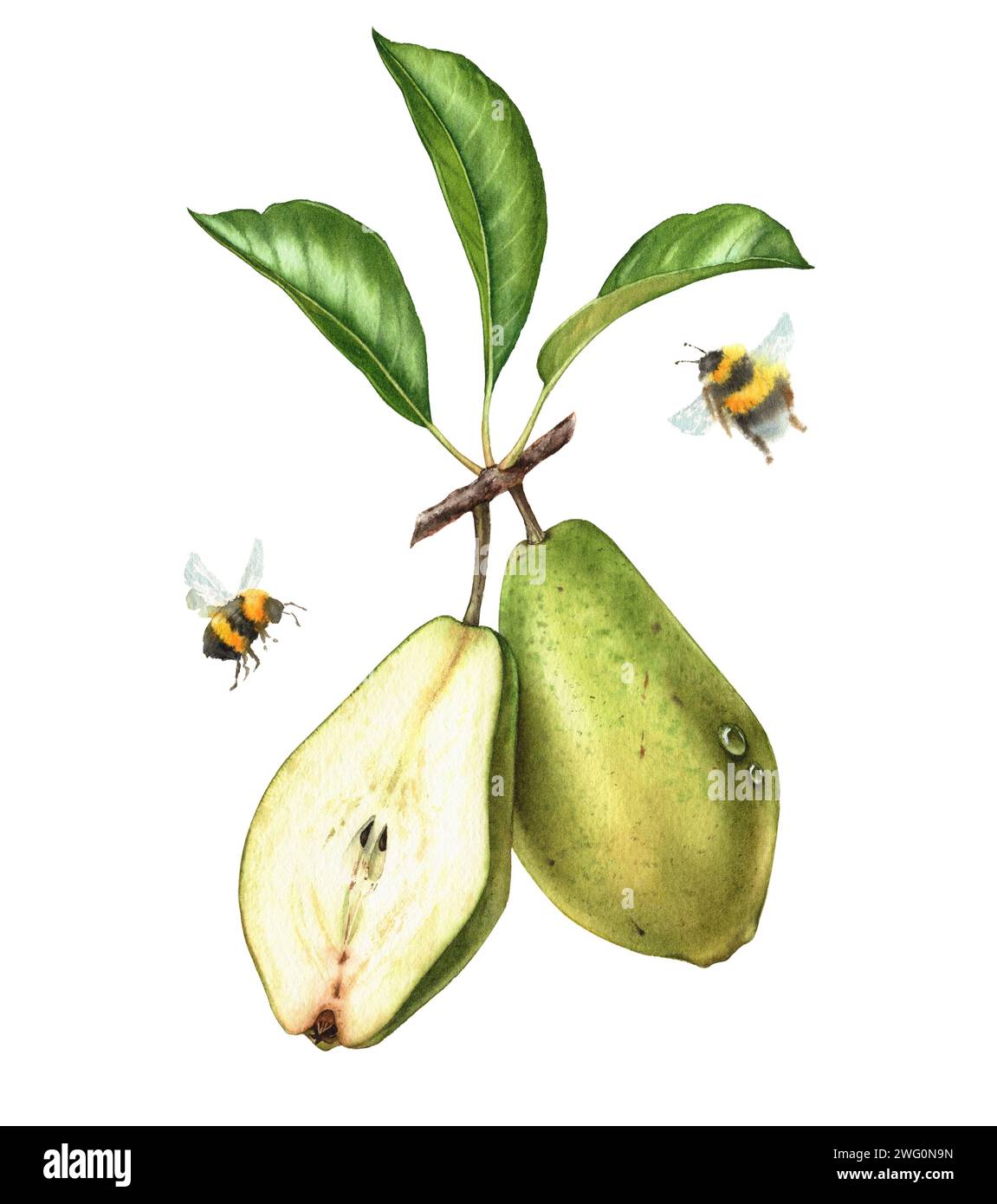 Watercolor green pears. Two pear fruits, whole and a half with leaves ...