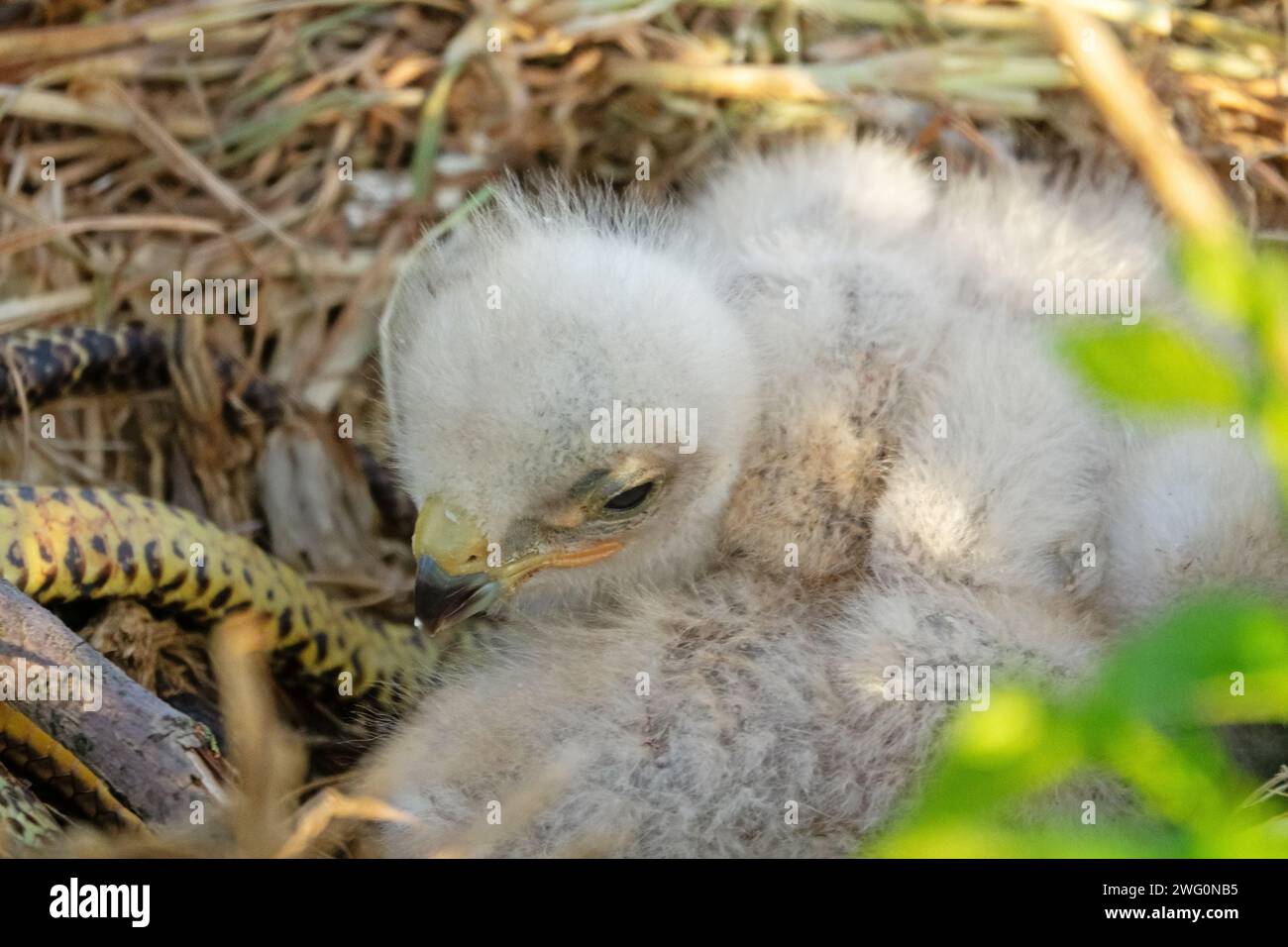 First food pyramid hi-res stock photography and images - Alamy