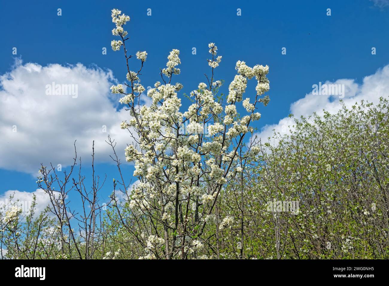 Crab apple dwarf varieties hi-res stock photography and images - Alamy