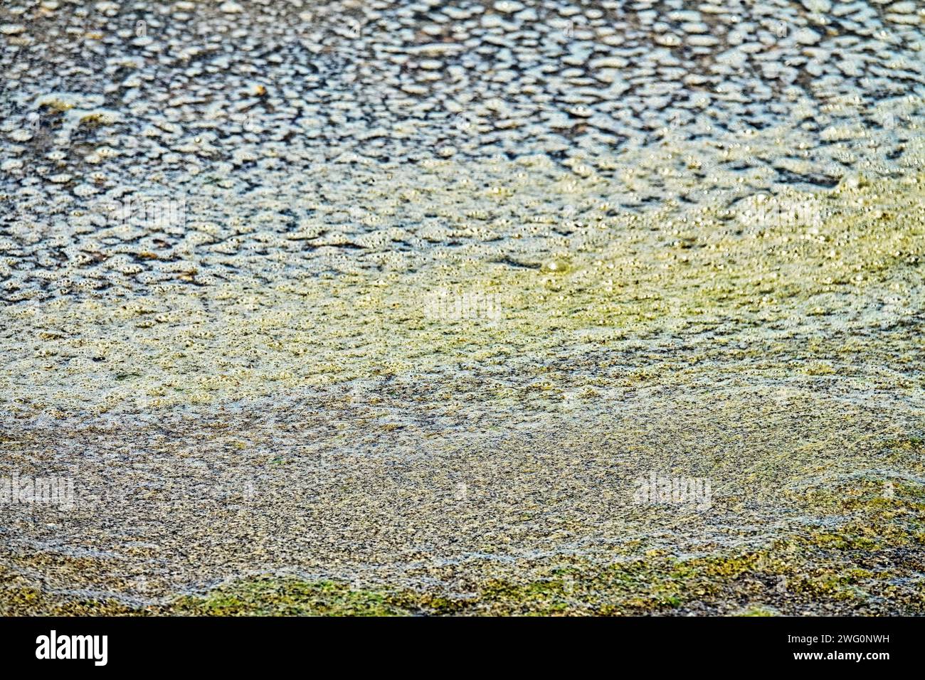 Green foam and plant remains on the surface of the reservoir. Organic ...