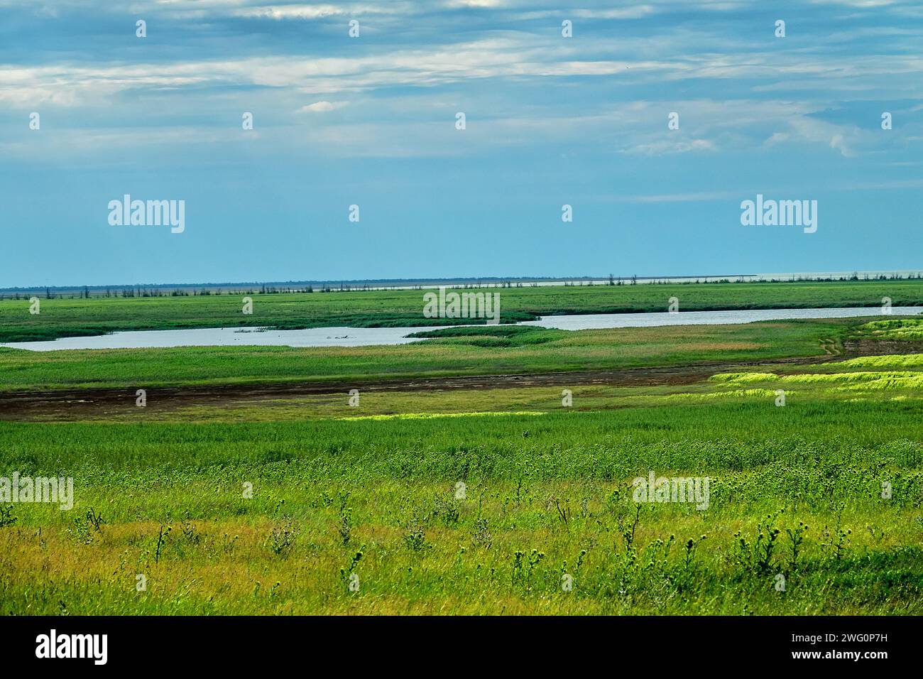 Mesohalinous hi-res stock photography and images - Alamy