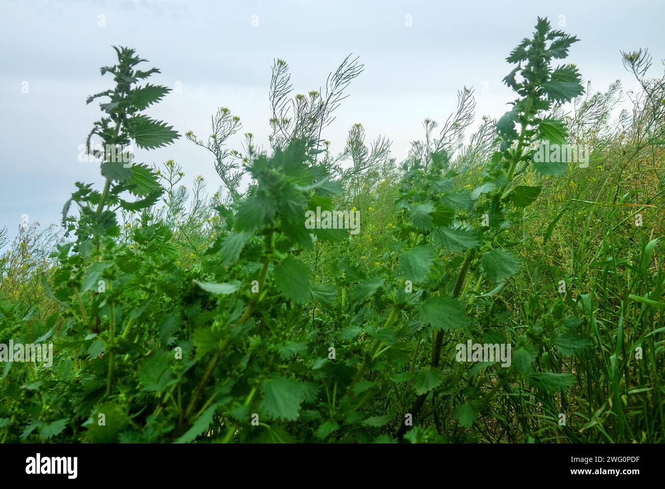 Un watered earth hi-res stock photography and images - Alamy
