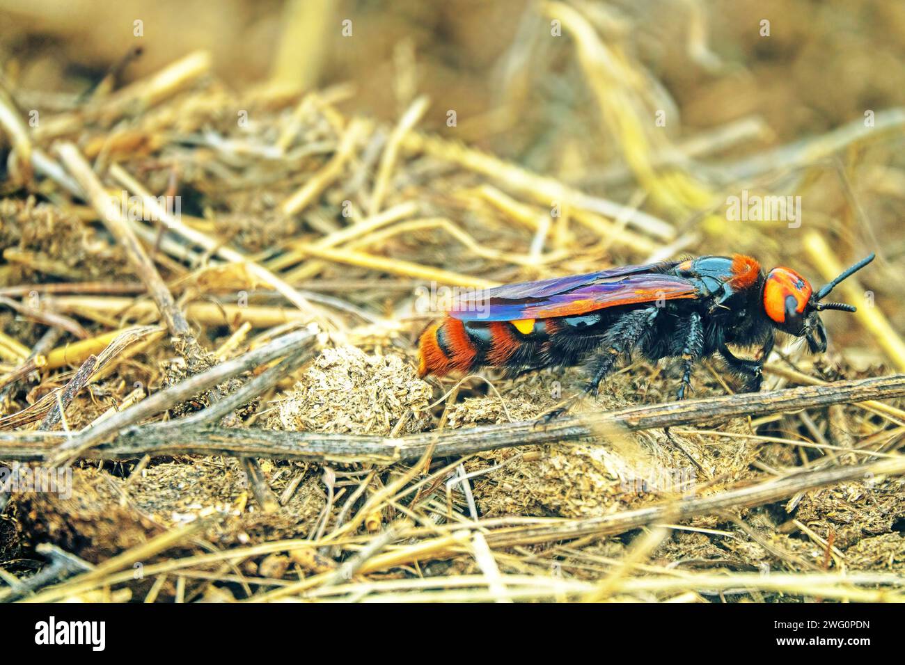 Mammoth wasp (Megascolia maculata, female, largest Hymenoptera) moves ...