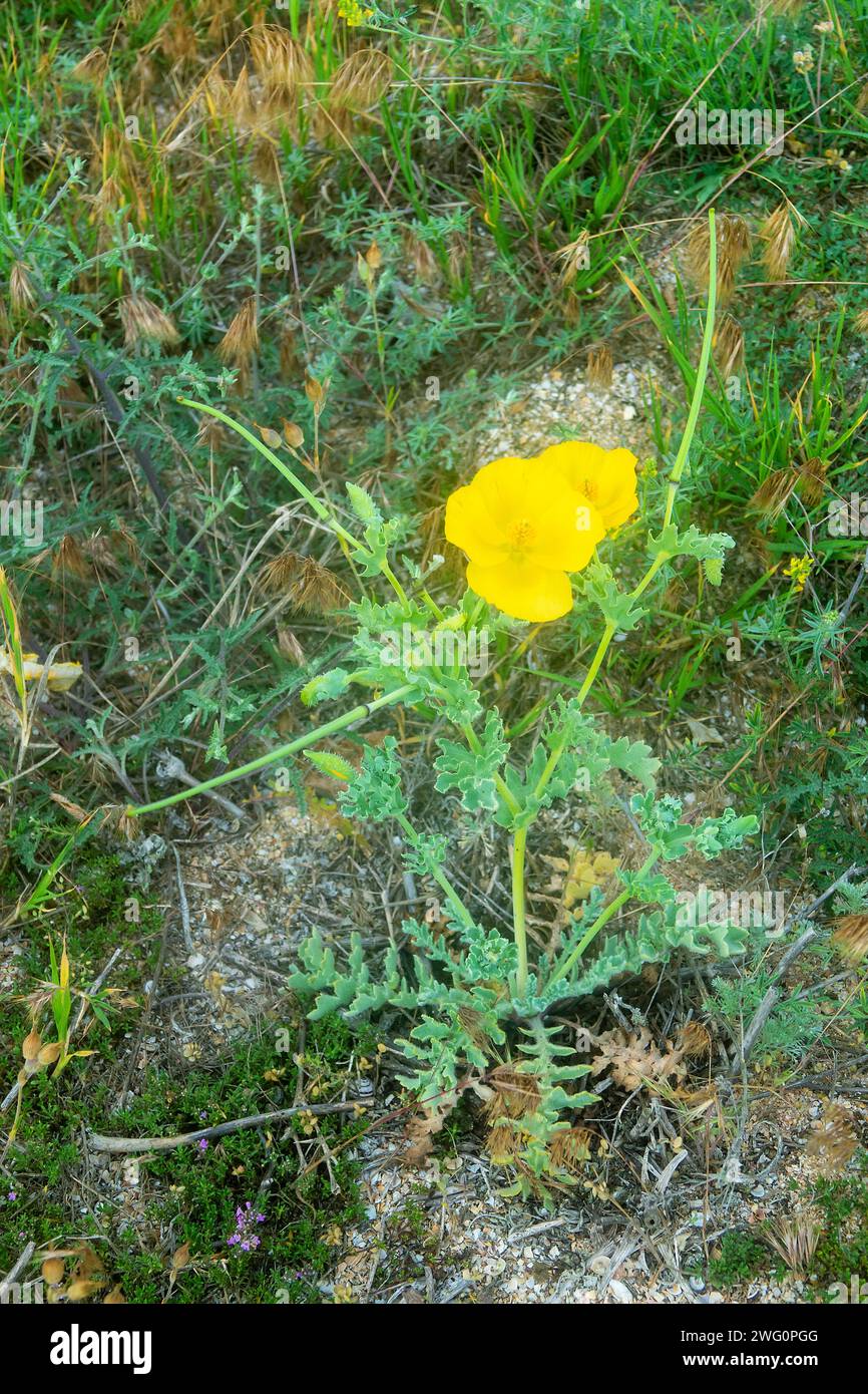 Sea poppy (Glaucium flavum). Sea coast steppe, vegetated dune. Herba ...
