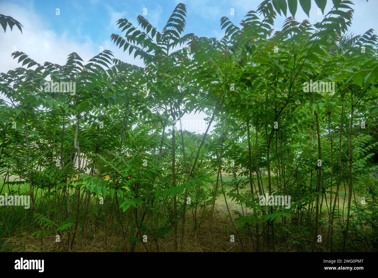 Young grove of Chinese sumach (Ailanthus altissima) in northern Black ...