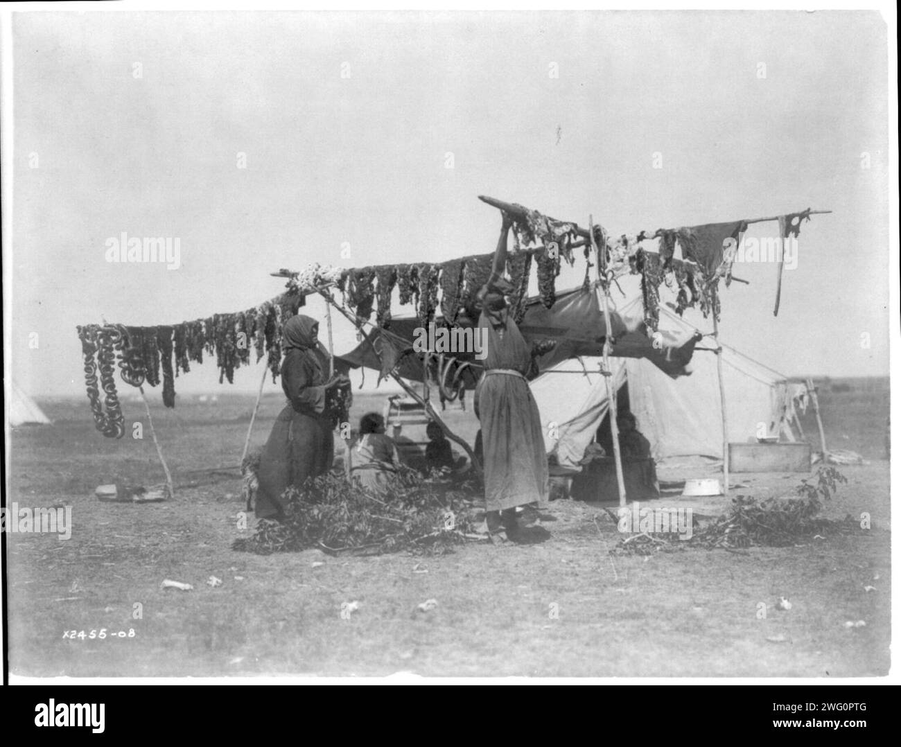 Drying meat, c1908. Two Dakota women hanging meat to dry on poles, tent ...