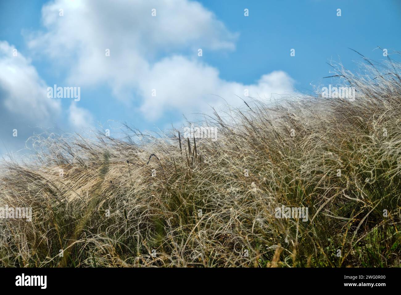 Feather-grass true steppe. Northern Black Sea region. The most common ...